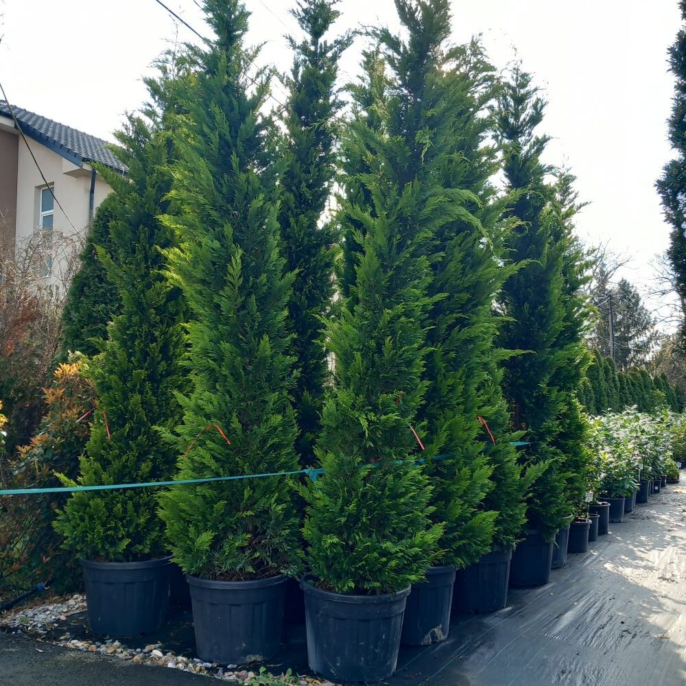 Cupressocyparis leylandii Gold Rider 4 – 4.5 m