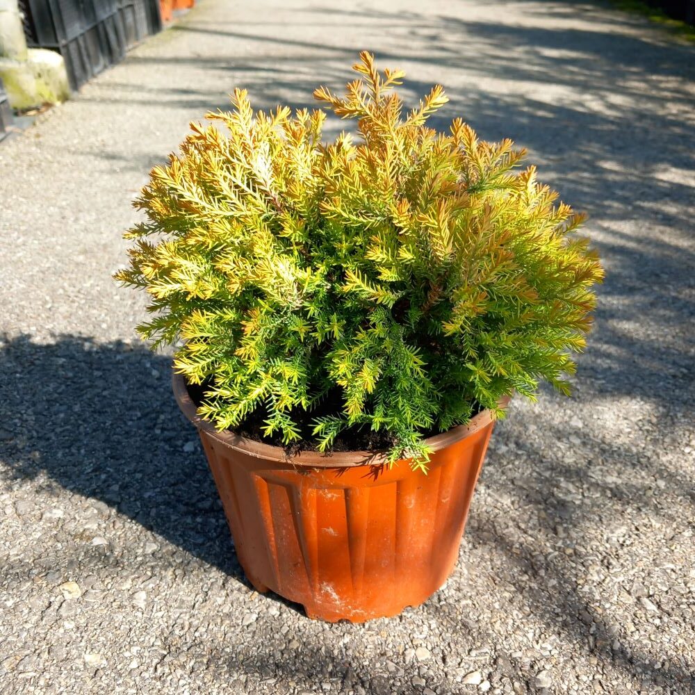 Patuljasta zlatna tuja Thuja Rheingold 15 cm