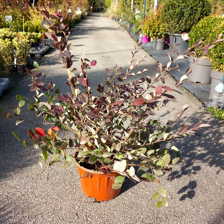 Loropetalum chinense ‘Black Pearl’ 50 cm