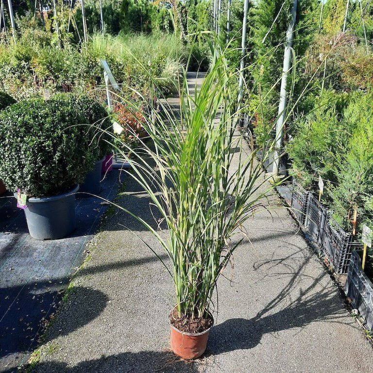 Miscanthus sinensis ‘Zebrina’ 120 cm