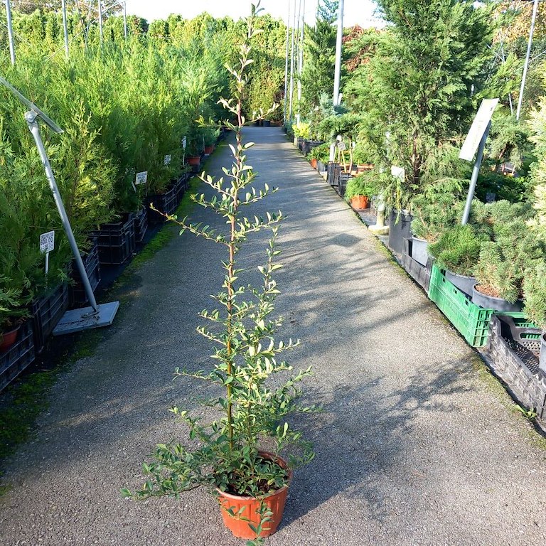 Pyracantha coccinea 100 -120 cm