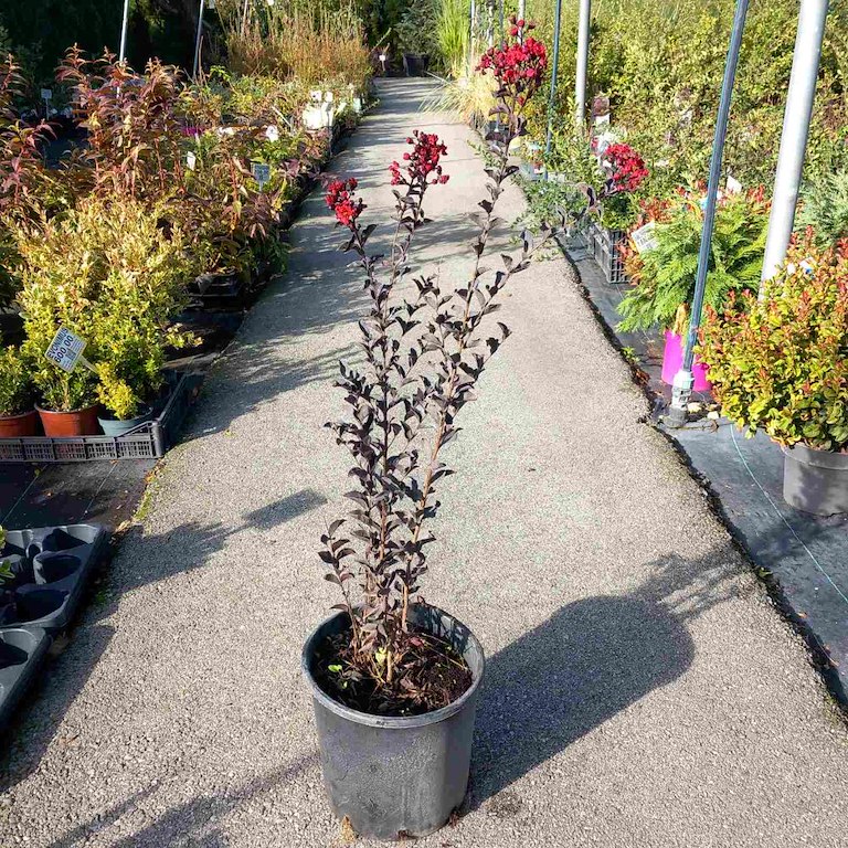 Lagerstoemia Black Diamond 80 – 100 cm