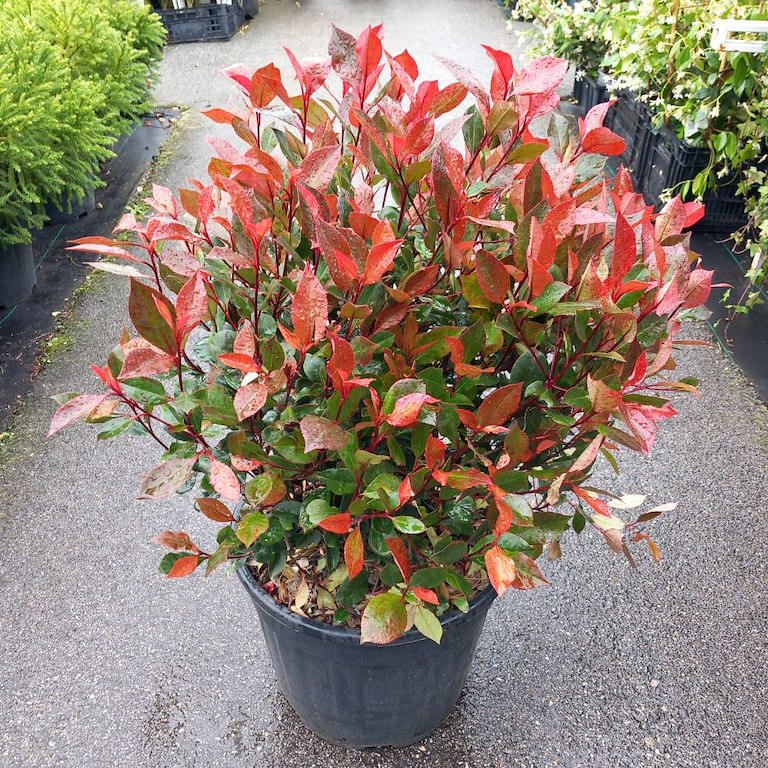 Photinia x fraseri Carre rouge 50 – 60 cm – lopta