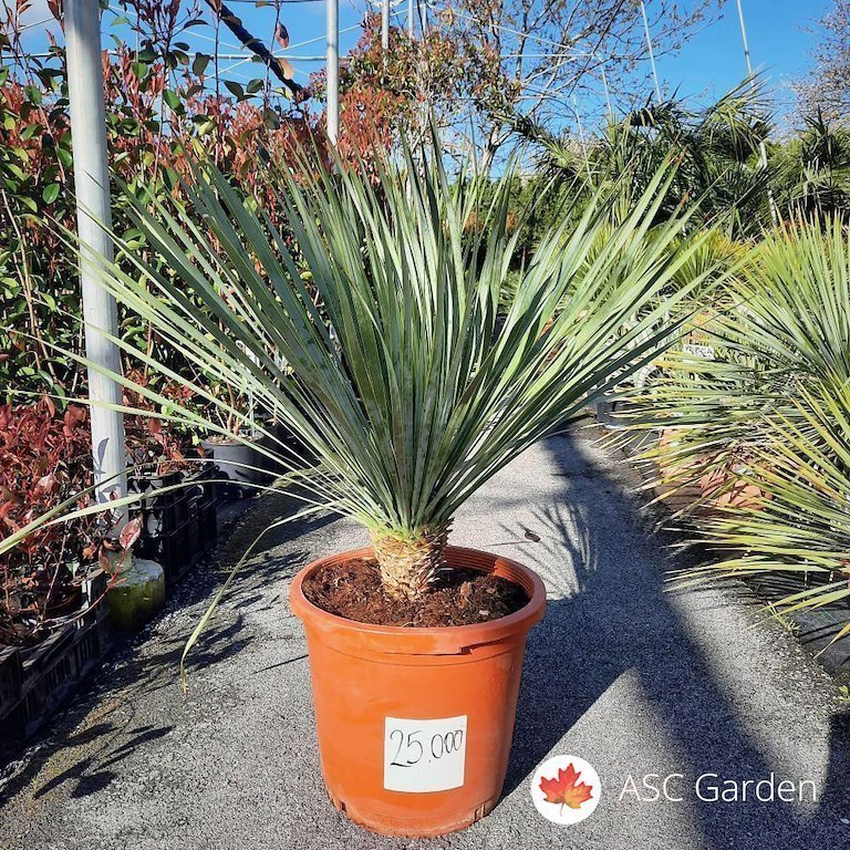 Yucca rostrata 70 cm