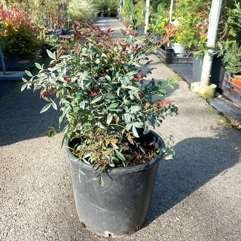 Nandina domestica 40 cm