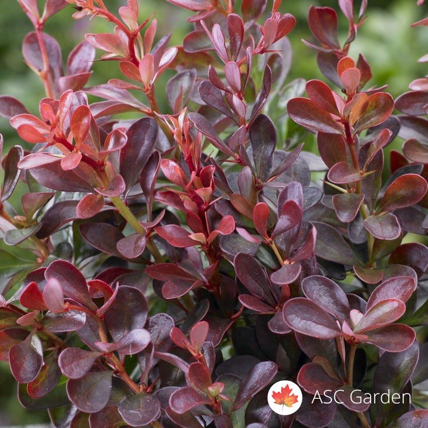 Crveni Berberis Thunbergii Atropurpurea 50 -70 cm