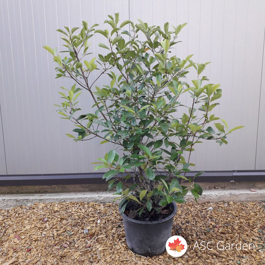 Photinia x fraseri ‘Red Robin’ 150 – 170 cm