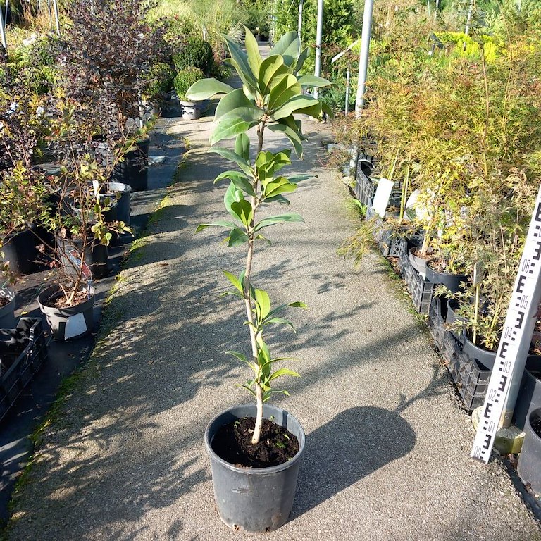 Zimzelena magnolija – Magnolia grandiflora 100-120 cm