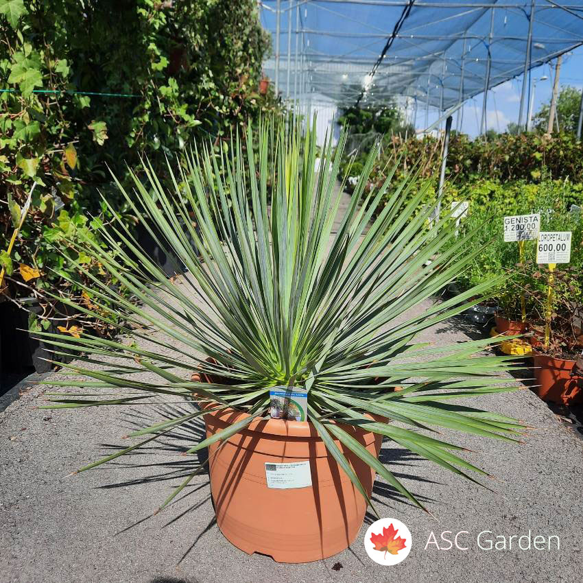 Yucca rostrata 40 – 50 cm