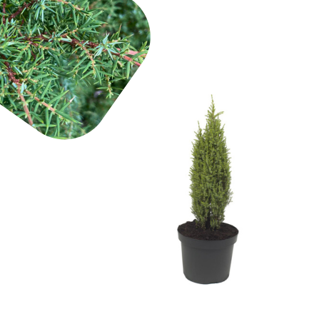 Juniperus communis - Compressa