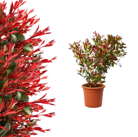 Photinia fraseri - Compacta