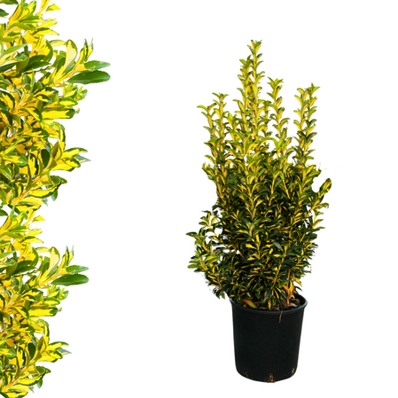 Euonymus japonicus - Aureopictus 1m