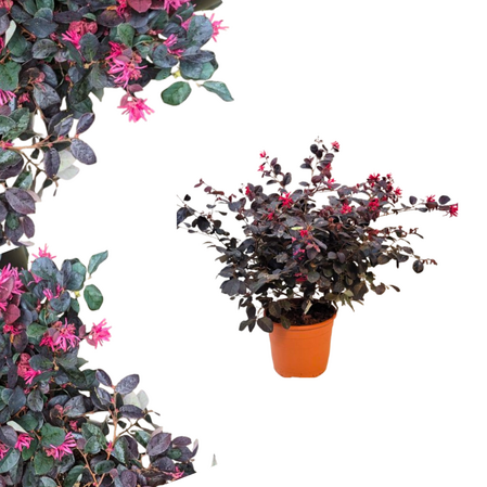 Loropetalum chinense - Black Pearl