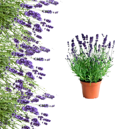 Lavandula angustifolia - Hidcote