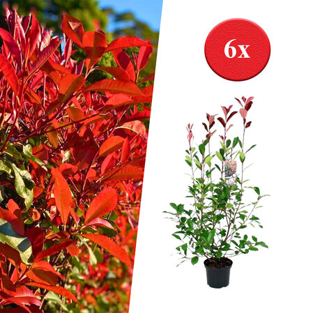 6 x Photinia fraseri -Red Robin 60-70cm