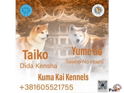 Akita Inu