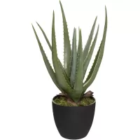 Atmosphera Dekorativno Cvece Aloe Visine 44 cm