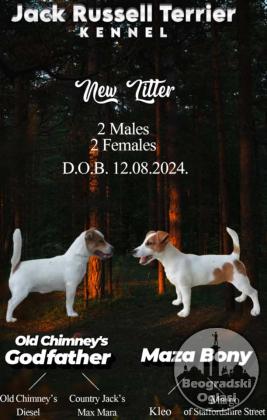 JACK RUSSELL TERIER Tarik i Troja