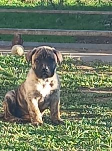 Presa Canario prelepi štenci