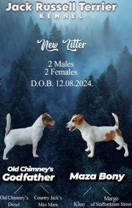 JACK RUSSELL TERIER Tarik i Troja