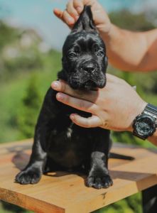 Cane Corso Kane Korso