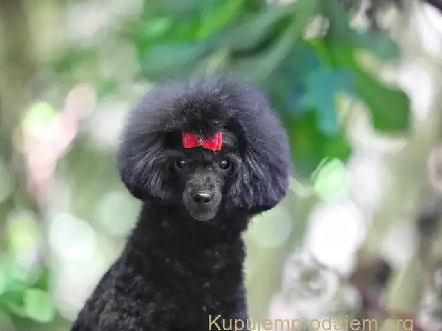 Toy poodle