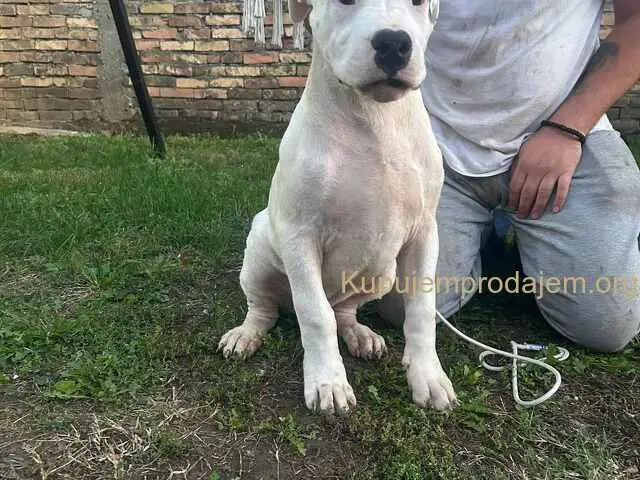 Stenci dogo argentino