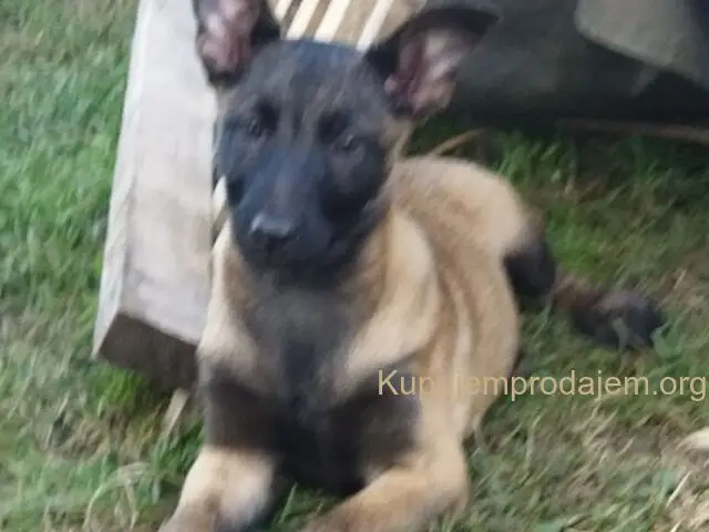 80 €
Stenad malinoe