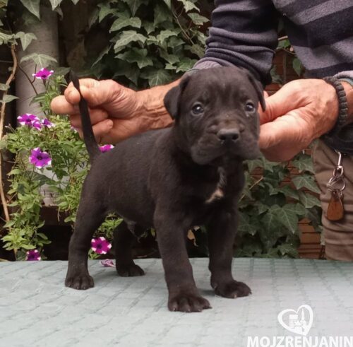 CANE CORSO top stenad