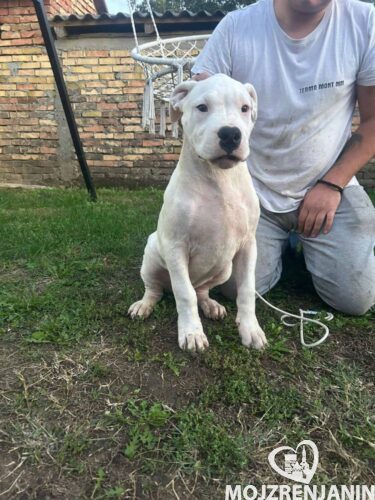 Stenci dogo argentino