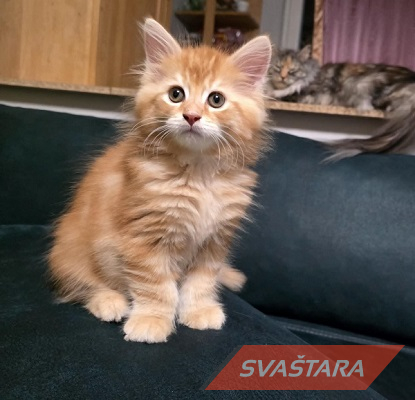 Maine Coon mačići, prelepi i umiljati