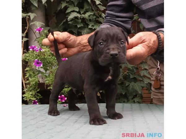 CANE CORSO top stenad