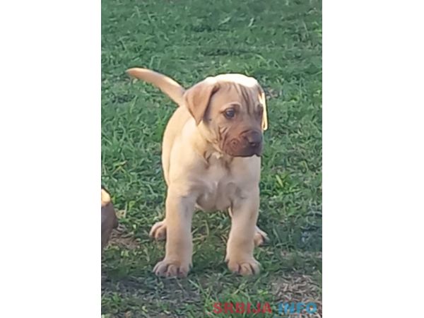 Presa Canario prelepi štenci