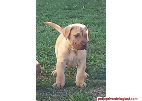 Presa Canario štenci