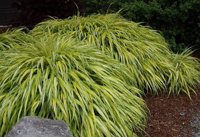 Hakonechloa Macra Albostriata - Hakone Trava