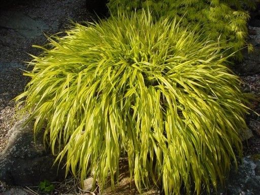 Hakonechloa Stripe It Rich - Hakone trava