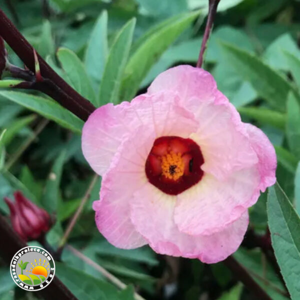 Crveni Baštenski Hibiskus – Jestivi