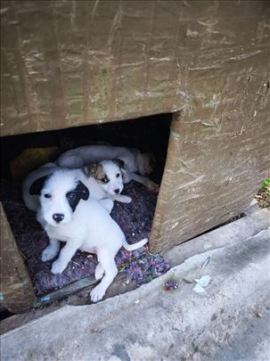 Prelepi beli štenci na poklon