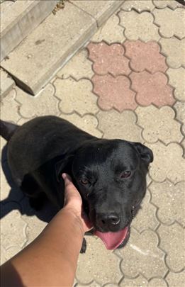 Labrador retriver, odrastao pas