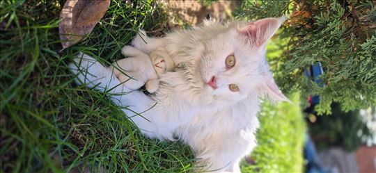 Maine Coon, mlada mačka