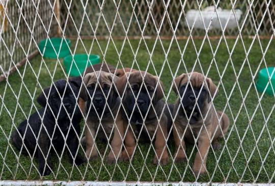 Cane Corso Kane Korso TOP KVALITET