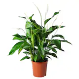 SPATHIPHYLLUM