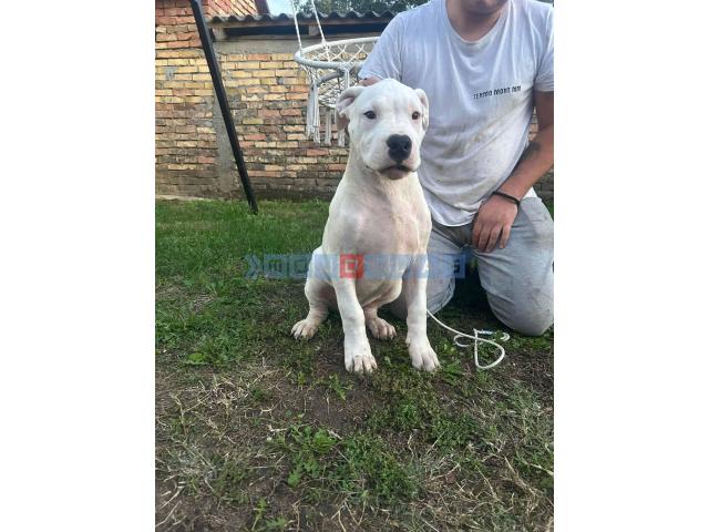 Stenci dogo argentino