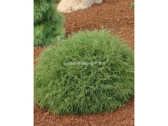 Thuja occ 'Mr. Bwoling Ball'