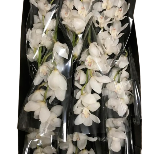 CYMBIDIUM white crystal