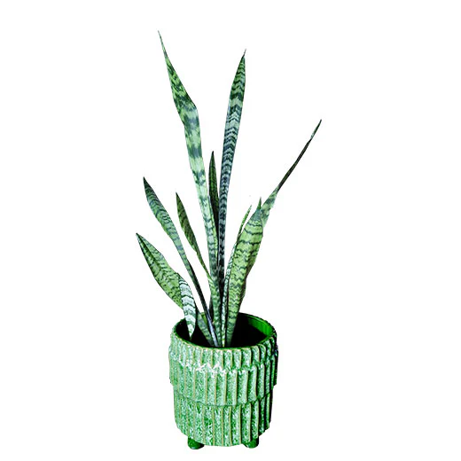 Magical Sanseveria