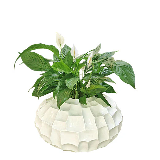 Spathiphyllum, peaceful lily