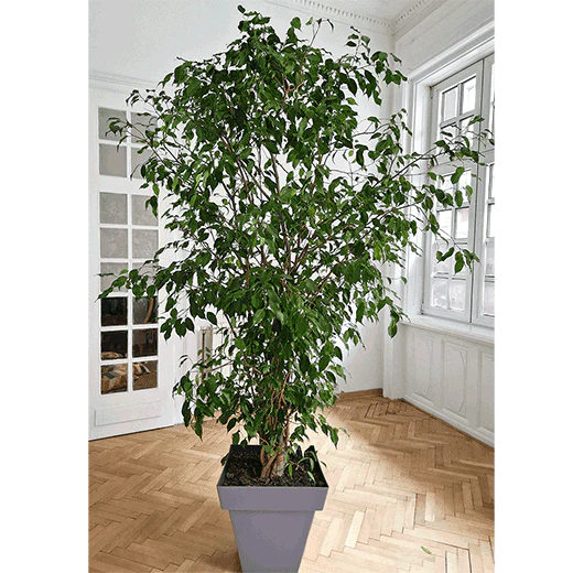 Ficus Benjamin 2,30m