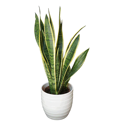 Sanseveria - HEALTH PLANT !!!