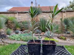 Nerium oleander